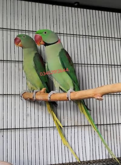 Pahari Raw Parrot Breeding Pair Alexander Alexandrine - Parrots ...