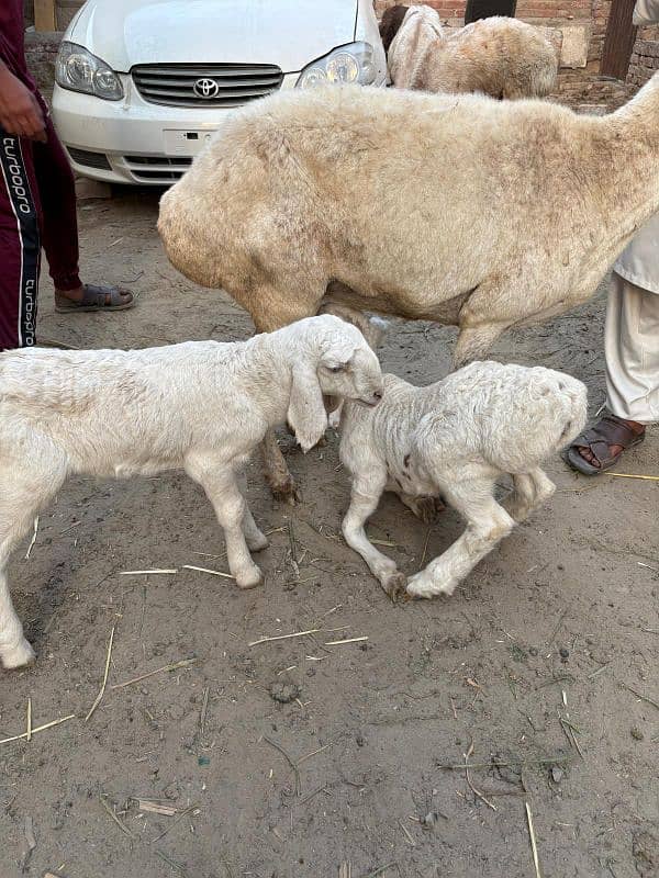 dumbi with to male kids - Sheep - 1100069548