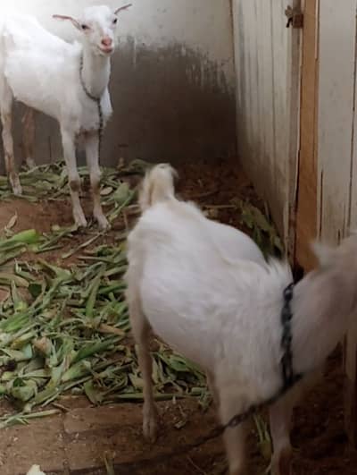 2 male teddy goats 11 months old - Goats - 1100070177