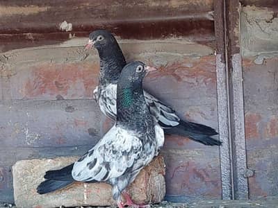 taddy pigeons - Pigeons - 1100131009