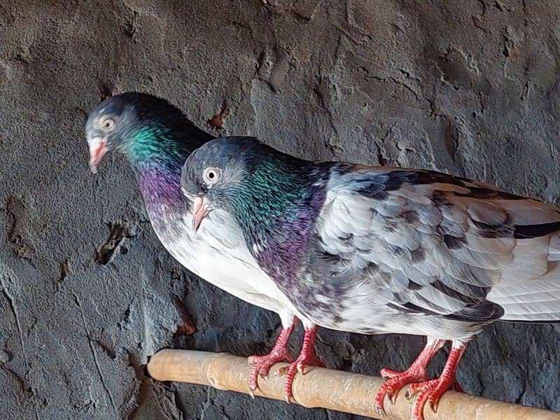 taddy pigeons - Pigeons - 1100131009