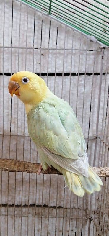 Pale Fellow Oplines - Parrots - 1100136145