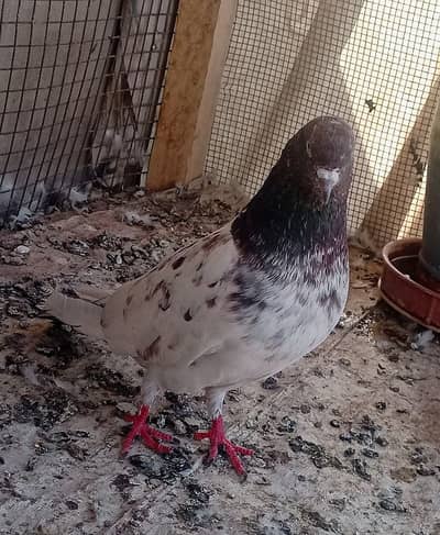 Pigeon Ambersirah Male - Pigeons - 1100152202