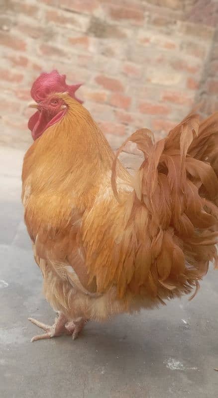 Golden buff heavy murga for sale - Hens - 1100180061