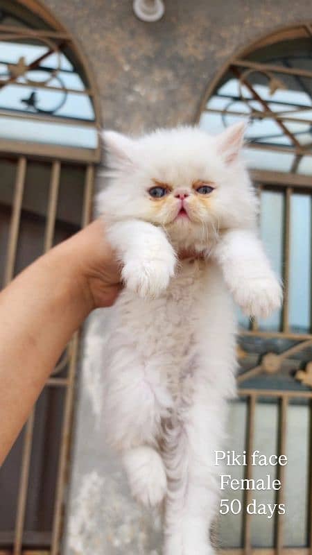 Triple coat Persian kittens/Piki face/doll face/punch and extra punch ...