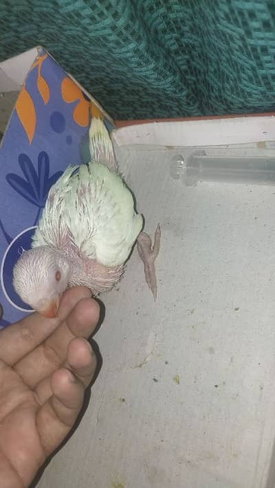 White parrot chick - Parrots - 1100189640