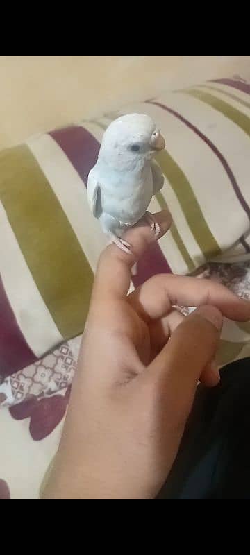 cheap hand tame parrot - Parrots - 1100199625