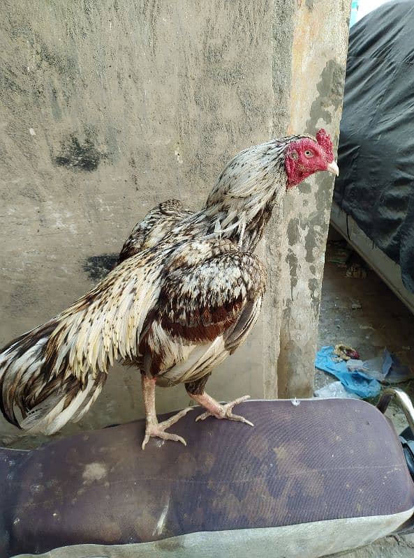 Aseel murgha - Hens - 1100209949