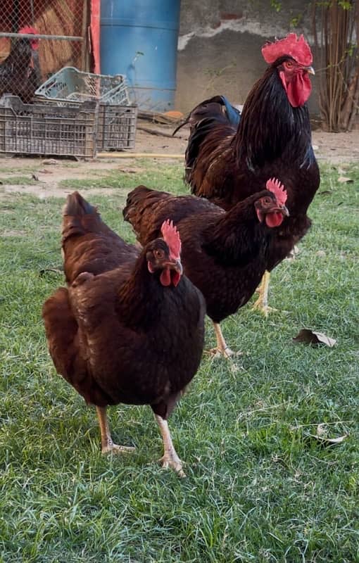 Rir Heritage Chicks Available for sale - Hens - 1100238460
