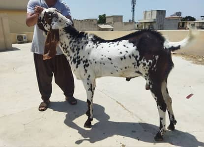 Qurbani Makha Makhi Cheena/ breeder/Goat/Andu Bakra for Sale Karachi ...