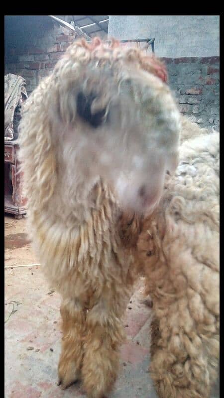 Tiger Mundra 03004240951 - Sheep - 1100275248