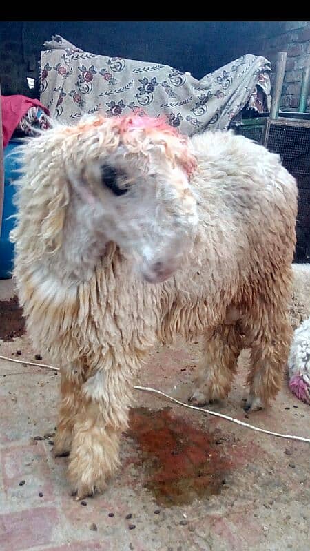 Tiger Mundra 03004240951 - Sheep - 1100275248