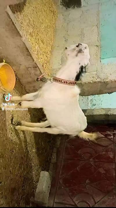 Ando bakra ready qurbani aur breed k Liye - Goats - 1100307339