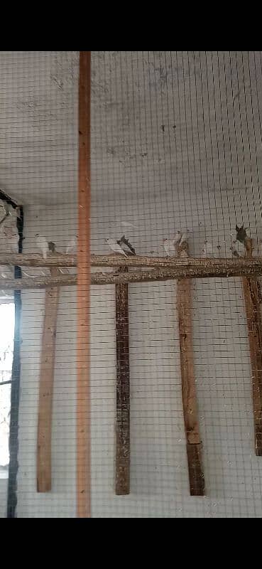 silver and white java - Finches - 1100362670