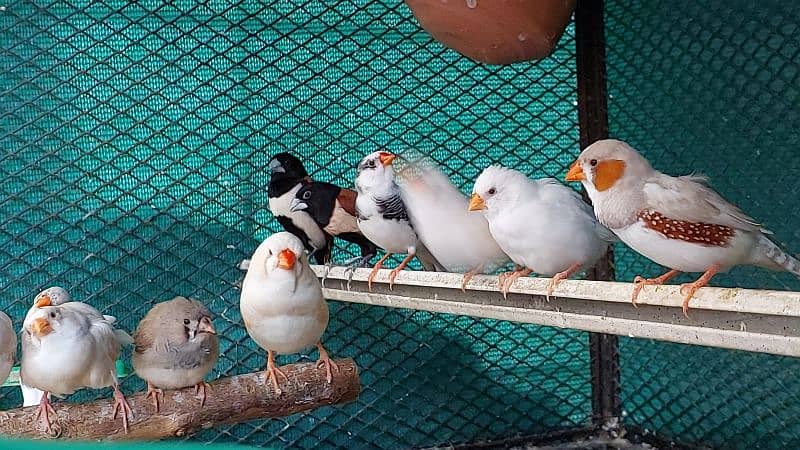 Cage/Finches/Mutation king size finches/tri colored munia black headed ...