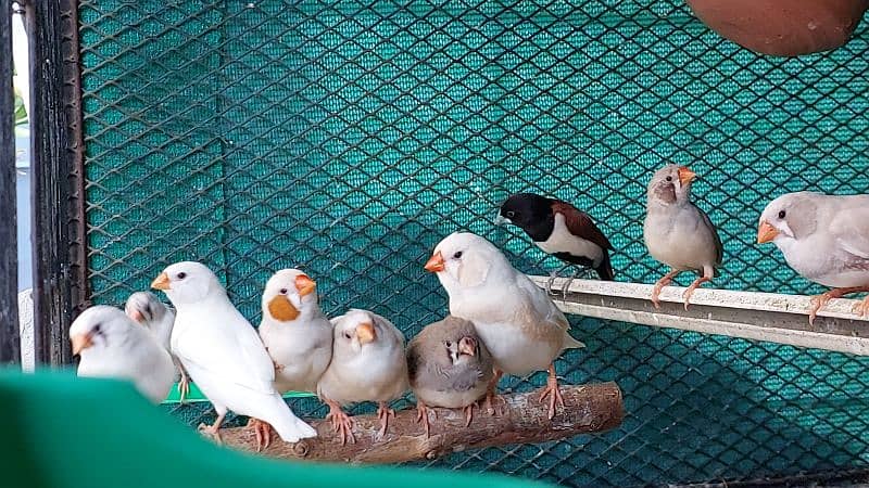 Cage/Finches/Mutation king size finches/tri colored munia black headed ...