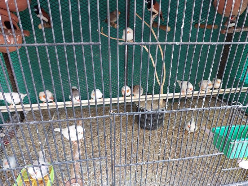 Cage/Finches/Mutation king size finches/tri colored munia black headed ...