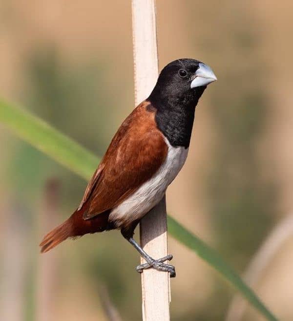 Cage/Finches/Mutation king size finches/tri colored munia black headed ...