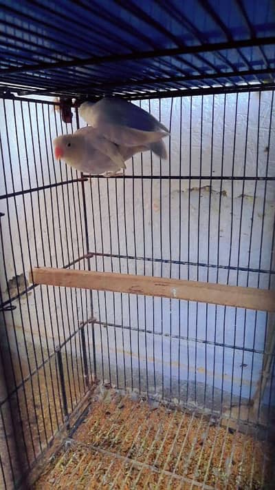 Blue Pastal Ino Pair Available in Islamabad - Parrots - 1100373880