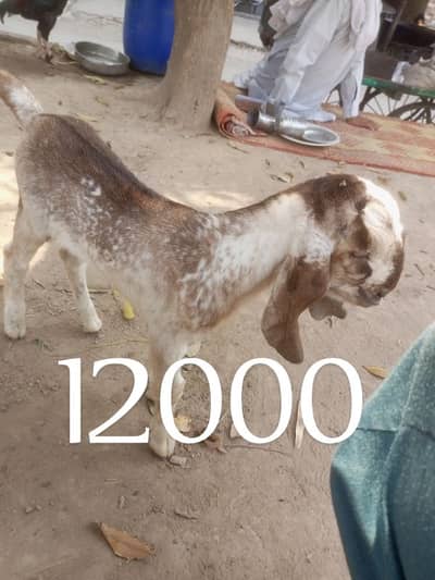 goat children and kajla - Goats - 1100402917