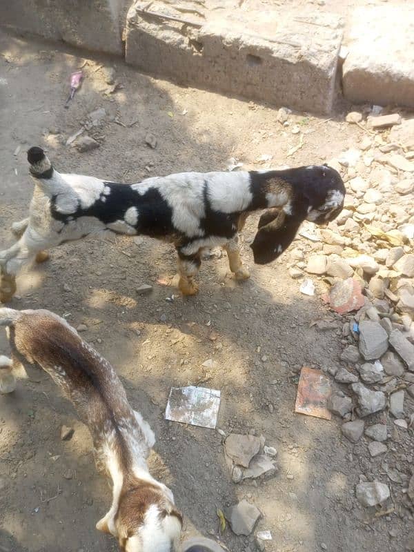 goat children and kajla - Goats - 1100402917
