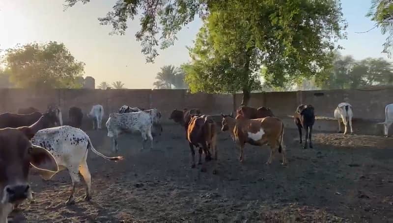 47 cows ready for meat qurbani and slaughter - Cows - 1100426484