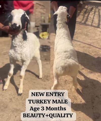 Turki Dumba for sale - Sheep - 1100431388
