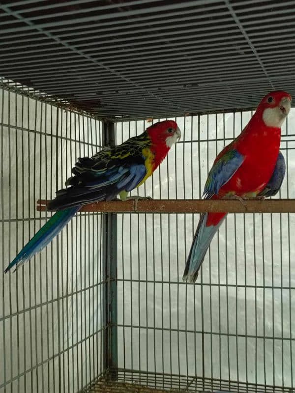 conure colony /Breeder Rawand rosella - Parrots - 1100021097