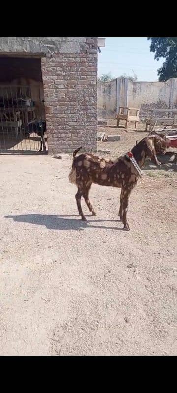 shari patha - Goats - 1100484711