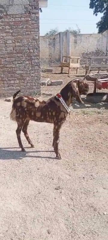 shari patha - Goats - 1100484711