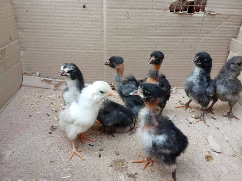 aseel thai - Hens - 1100484713