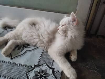 3 months male kitten pure persian lobg hair semi punch - Cats - 1100501868