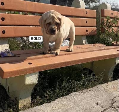 CHINESE LABRADOR PUPPY AVAILABLE FOR SALE - Dogs - 1100508496