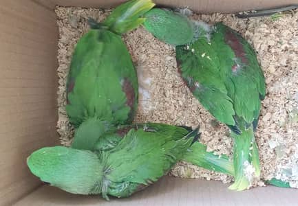 Wildlife Licensed Alexandrine Raw / Raa / Kashmiri Chicks - Parrots ...