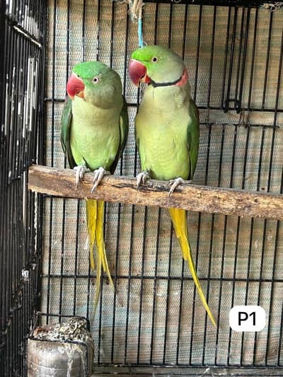 Raw pahari 3 breeder pair - Parrots - 1100520184
