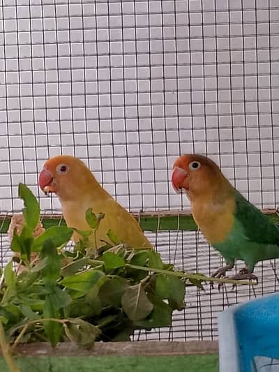Parblue split ino x Cremino Breeder Pair with 3 chicks - Parrots ...