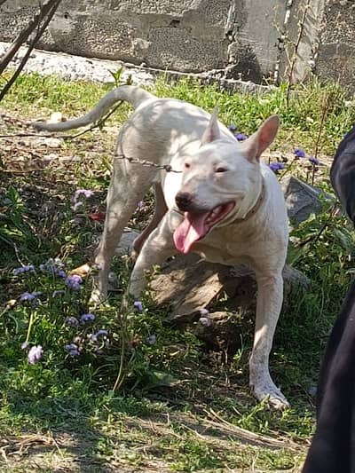 gultair dog female - Dogs - 1100528030