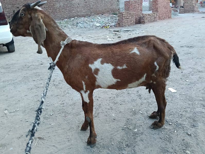 NAGRI GOAT 3 MONTH PREGNANT - Goats - 1100532474