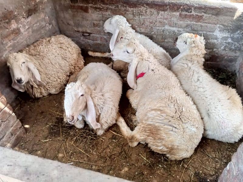 mashallah 5 chatry 11 manth age - Sheep - 1100609407