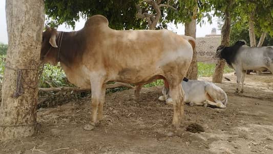 desi bull,bachra - Bulls - 1100655038