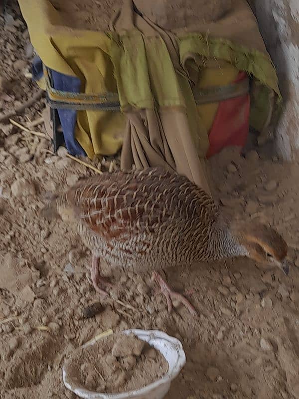 for sale dakhni tetar - Other Birds - 1100657970