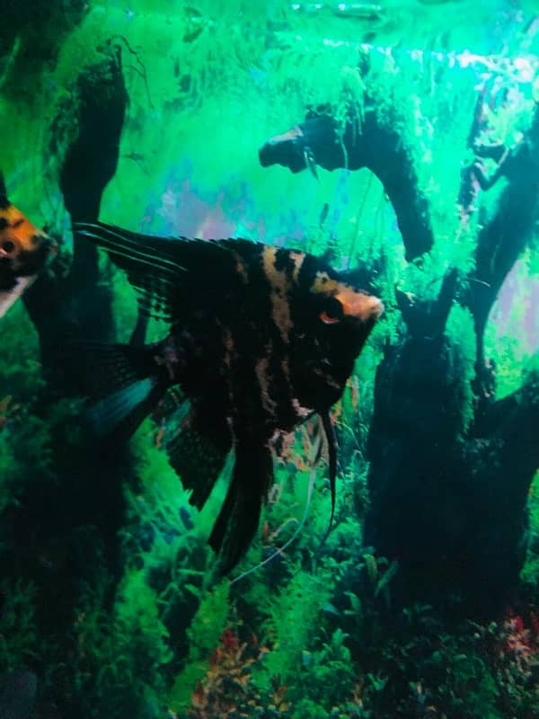 Fish > Read add - Fish - 1100689684