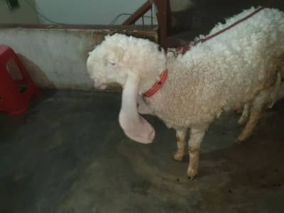 kajli male or female - Sheep - 1100690865