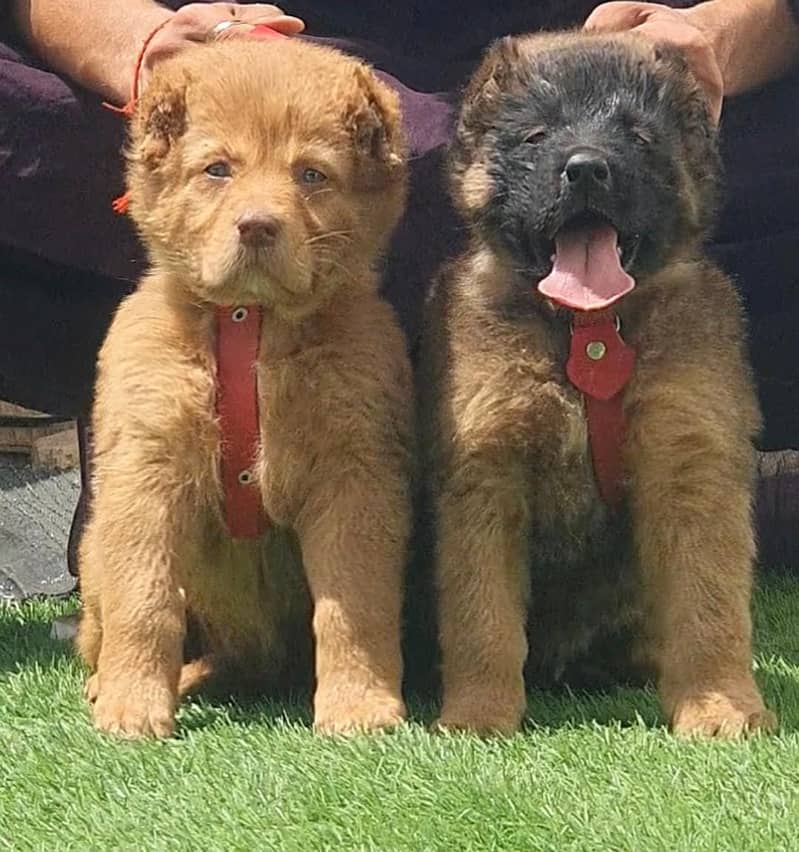 Bakarwal dog |Bakarwal puppies | Bakarwal puppy | cargo available ...