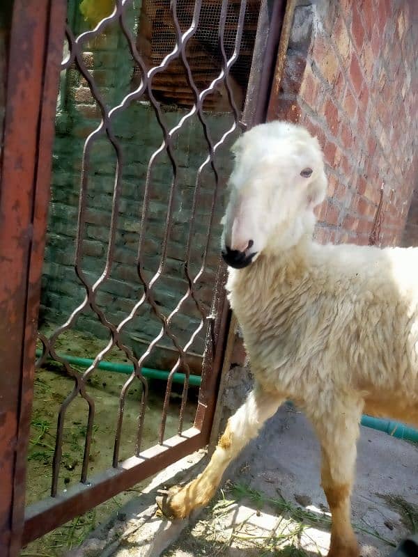 Pure mundri female best for breeding purpose - Sheep - 1100740039