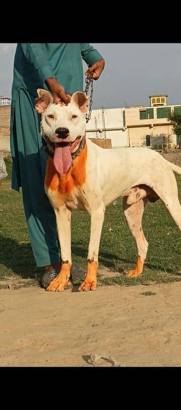 Kohati gultair male age 12 month for sale - Dogs - 1100281075