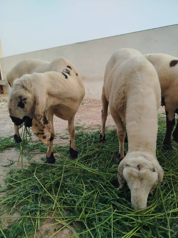 sheep vip for qurbani - Sheep - 1100845206