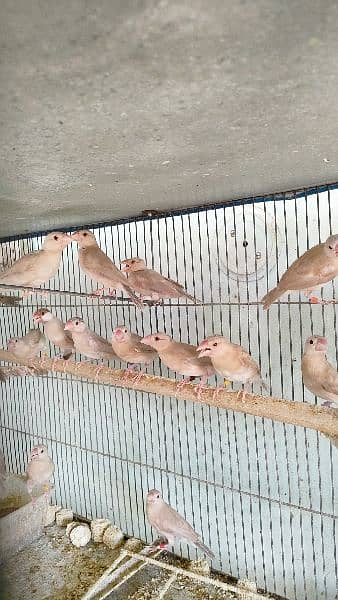 Fawn java silver java - Finches - 1100869911