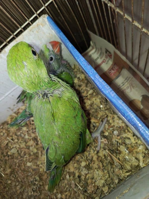 ringneck chick Karachi breed - Parrots - 1100920002