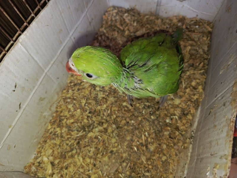 ringneck chick Karachi breed - Parrots - 1100920002